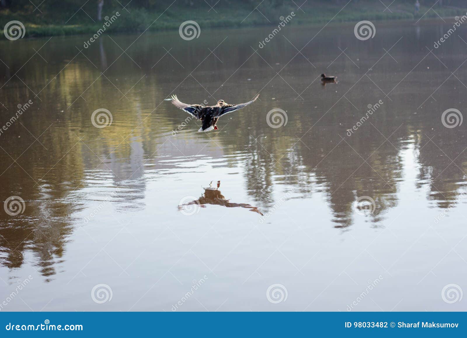 Flying Duck Splash Down To the Lake Stock Photo - Image of wild, russia ...