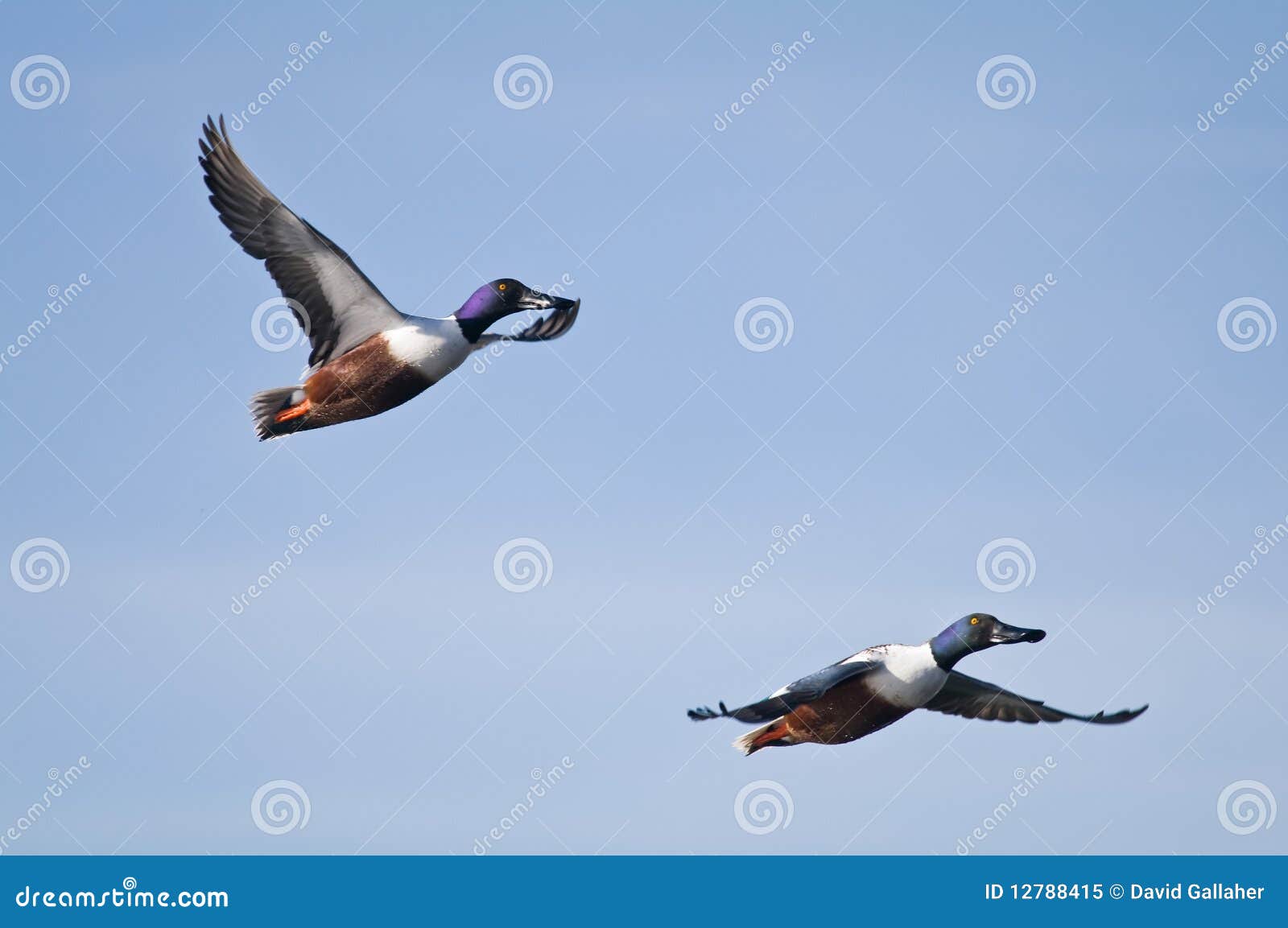 Flying ducks stock image. Image of nature, wildlife, wild - 12788415