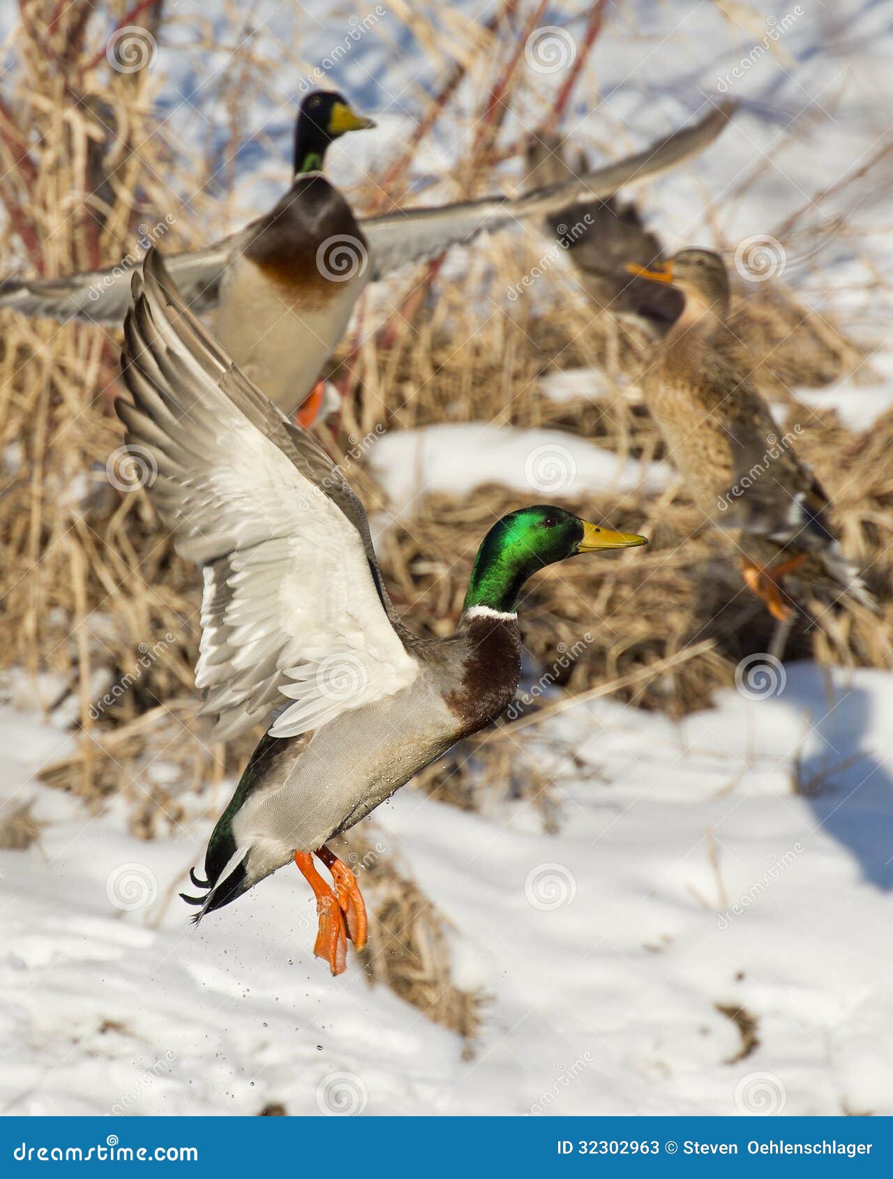 Flying Ducks stock image. Image of flock, bird, waterfowl - 32302963