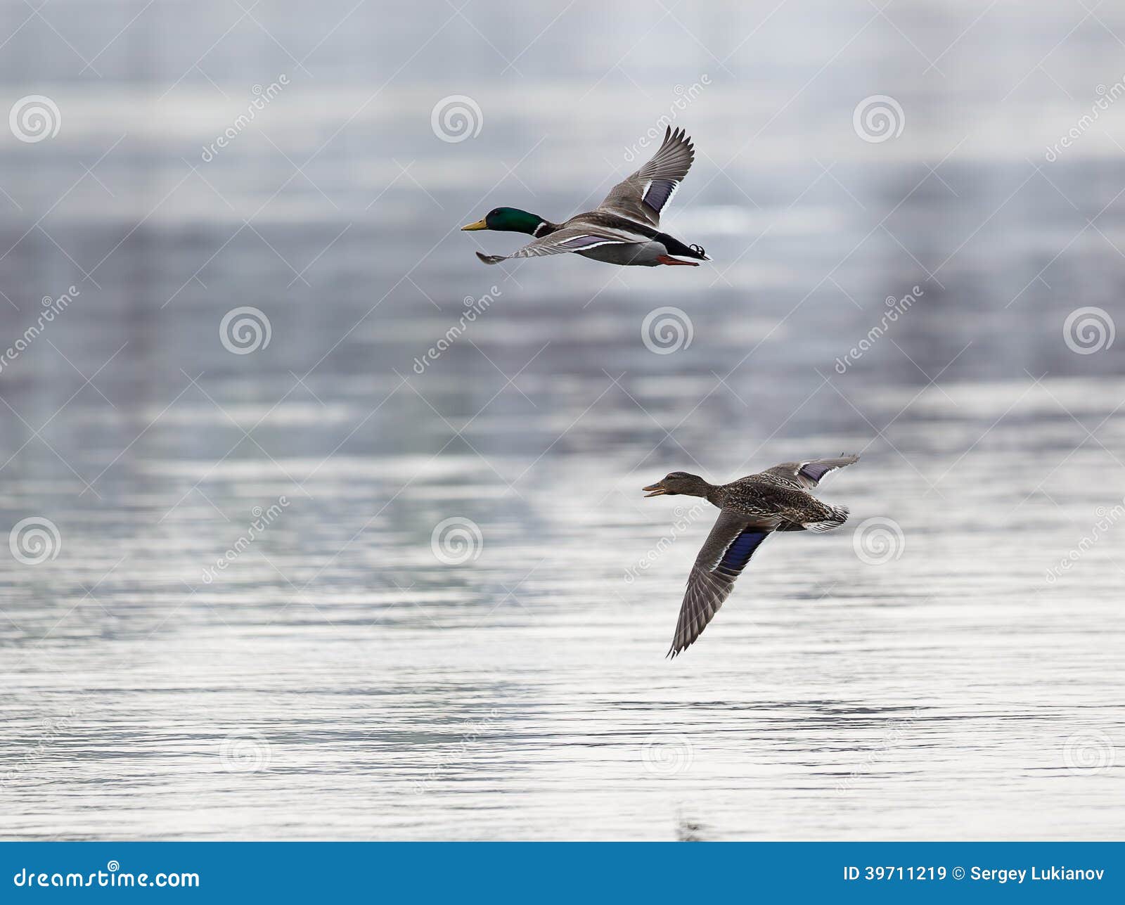 Flying ducks stock image. Image of male, spring, drop - 39711219
