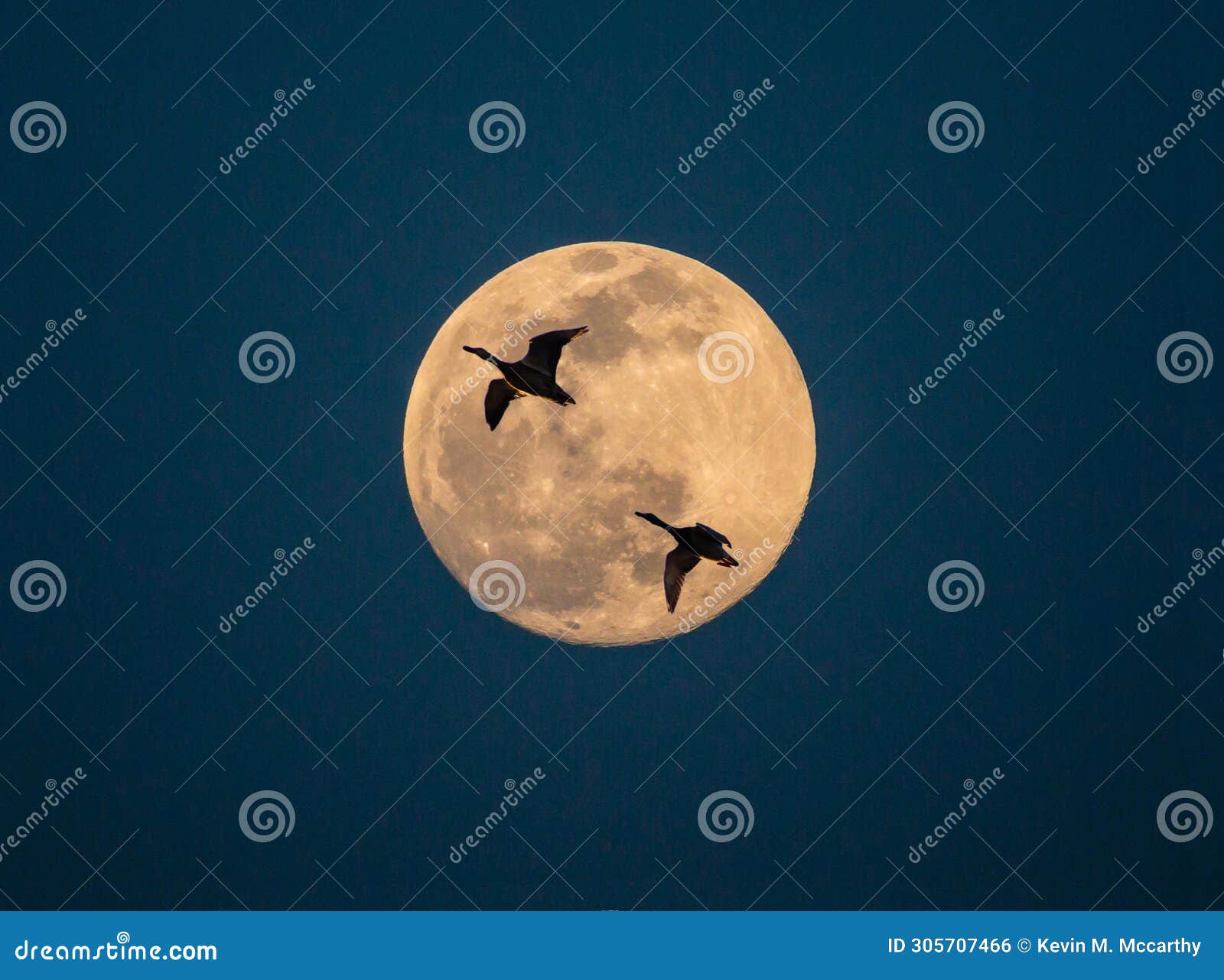 Flying Ducks Silhouetted Against a Full Moon Stock Photo - Image of ...