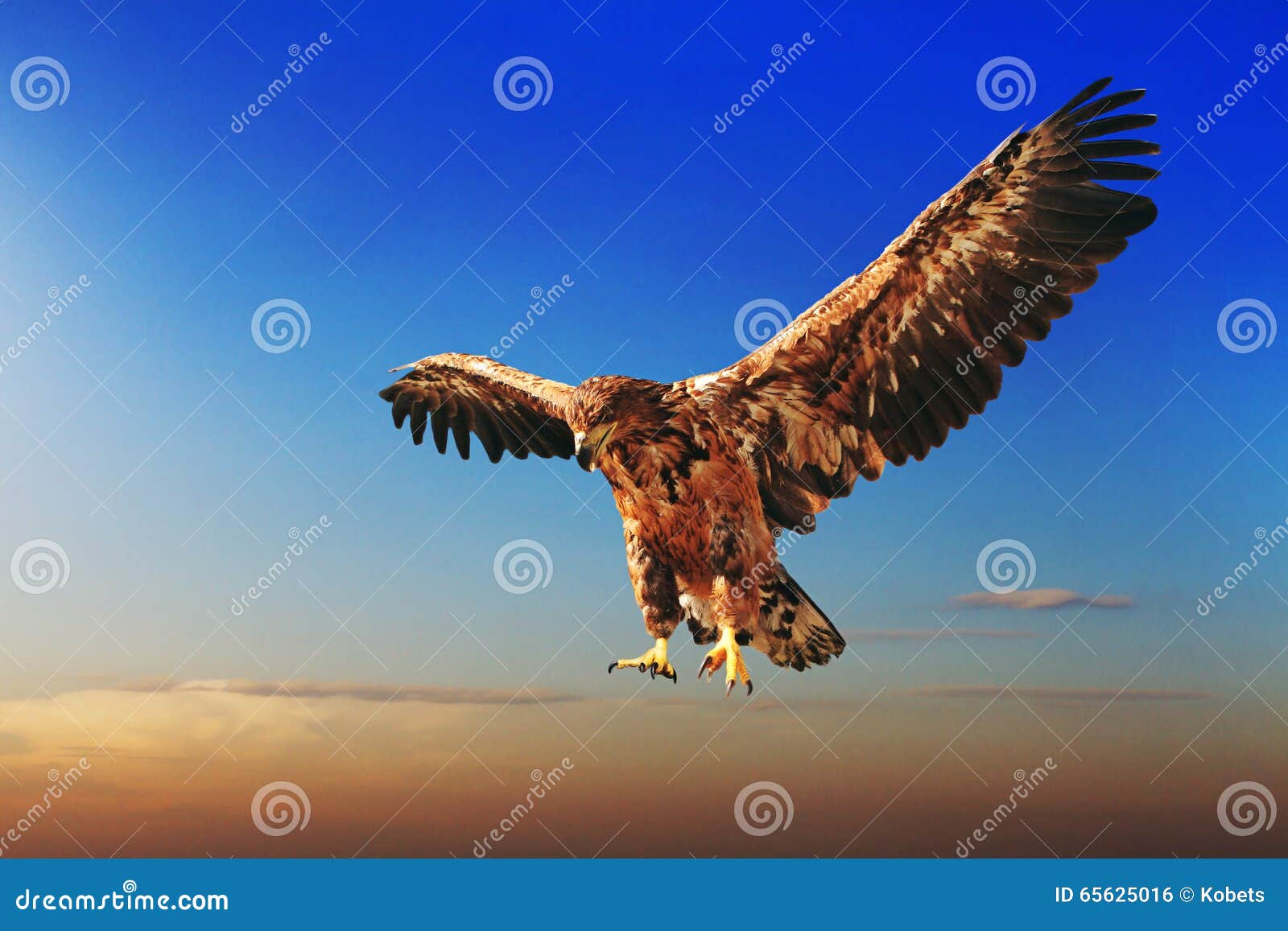 Flying eagle stock photo. Image of animal, nature, flight - 65625016