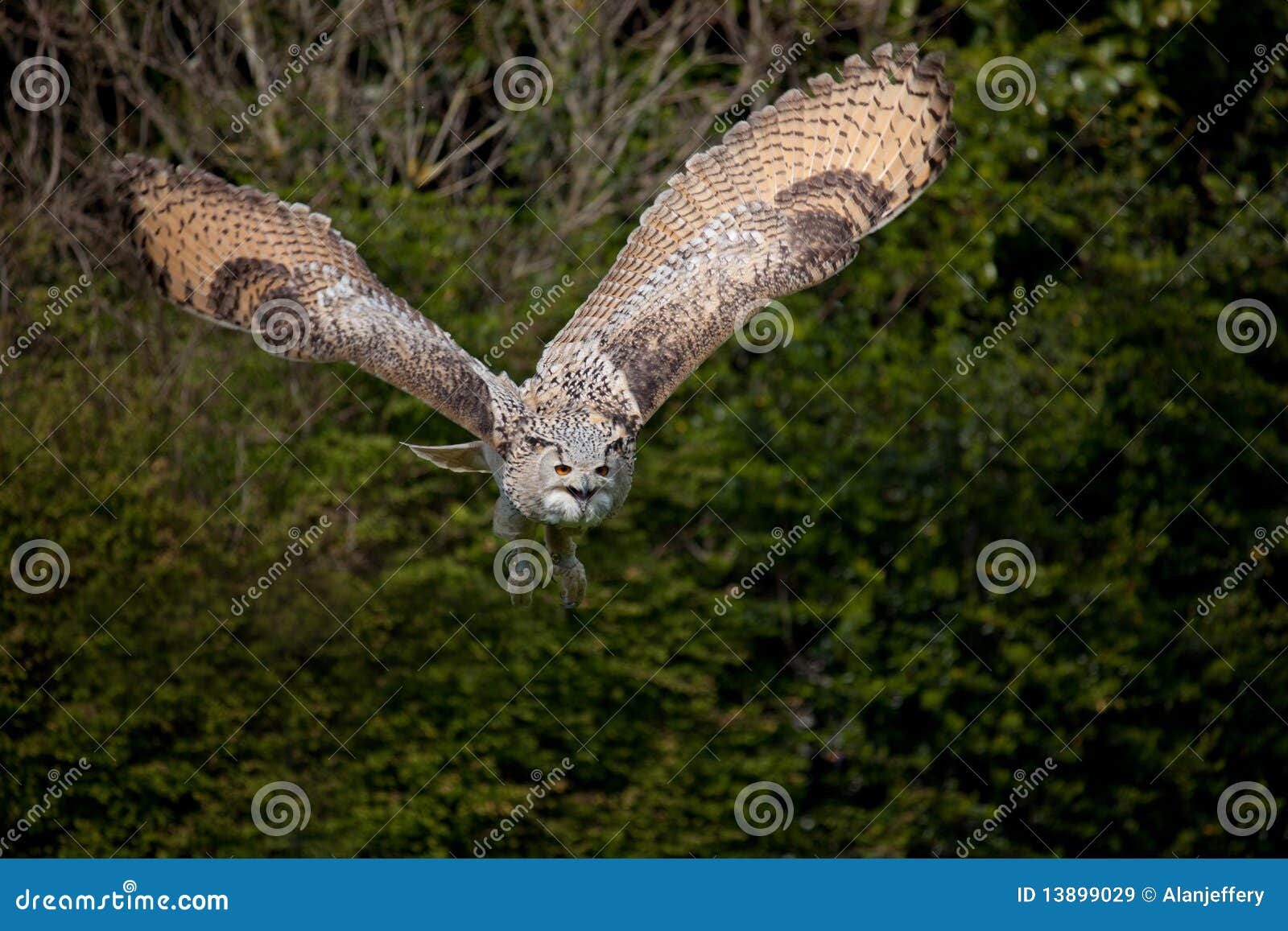 Flying Eagle Owl stock image. Image of span, eagle, prey - 13899029