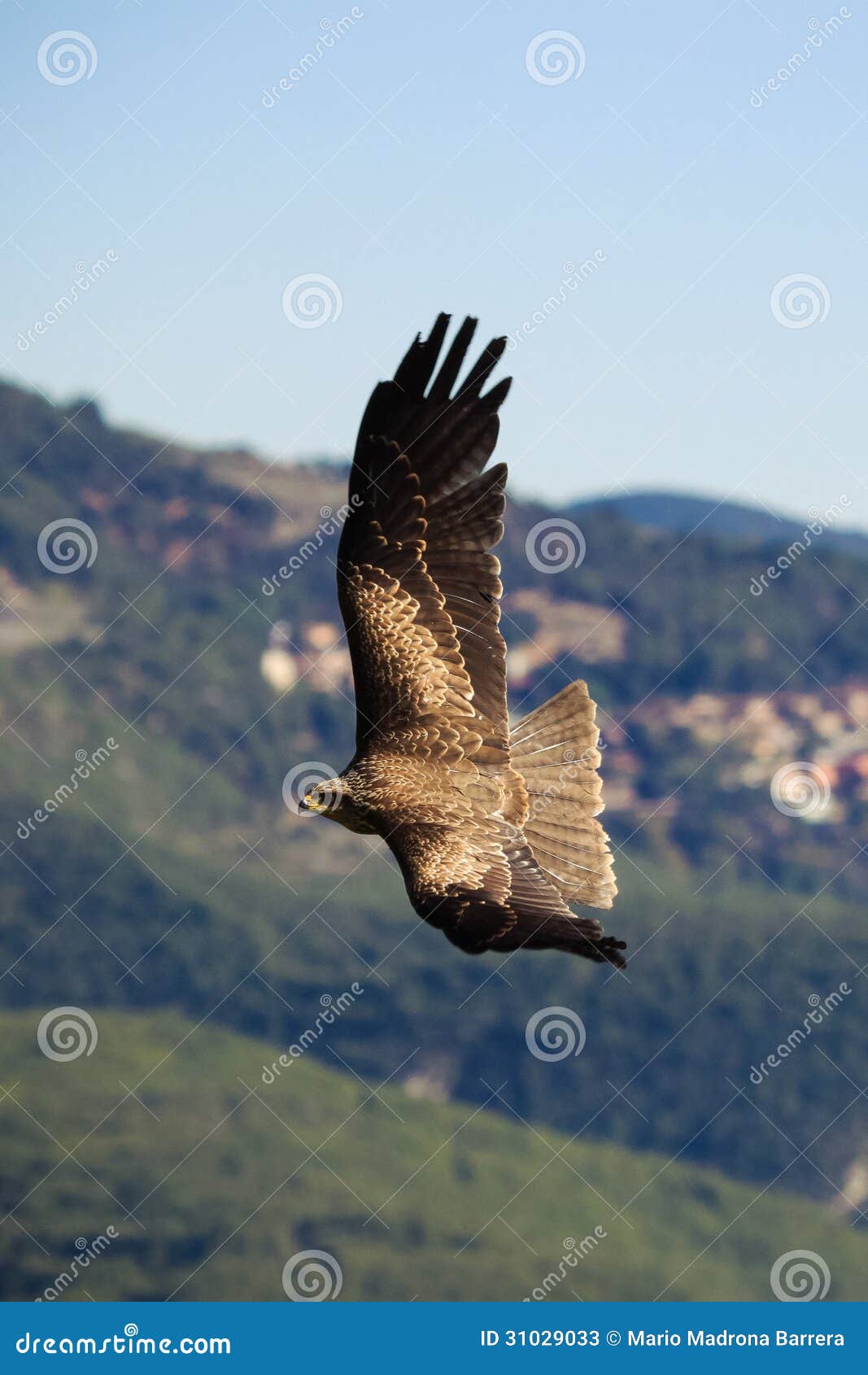 Flying eagle stock image. Image of black, predator, eagle - 31029033