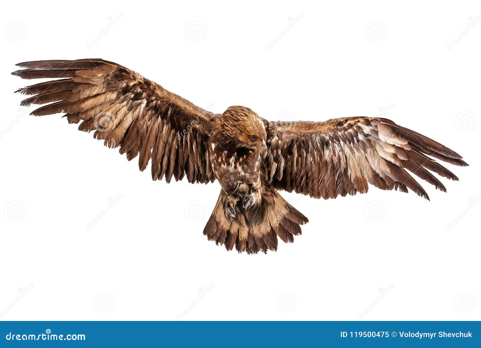 Flying eagle on white stock image. Image of vulture - 119500475