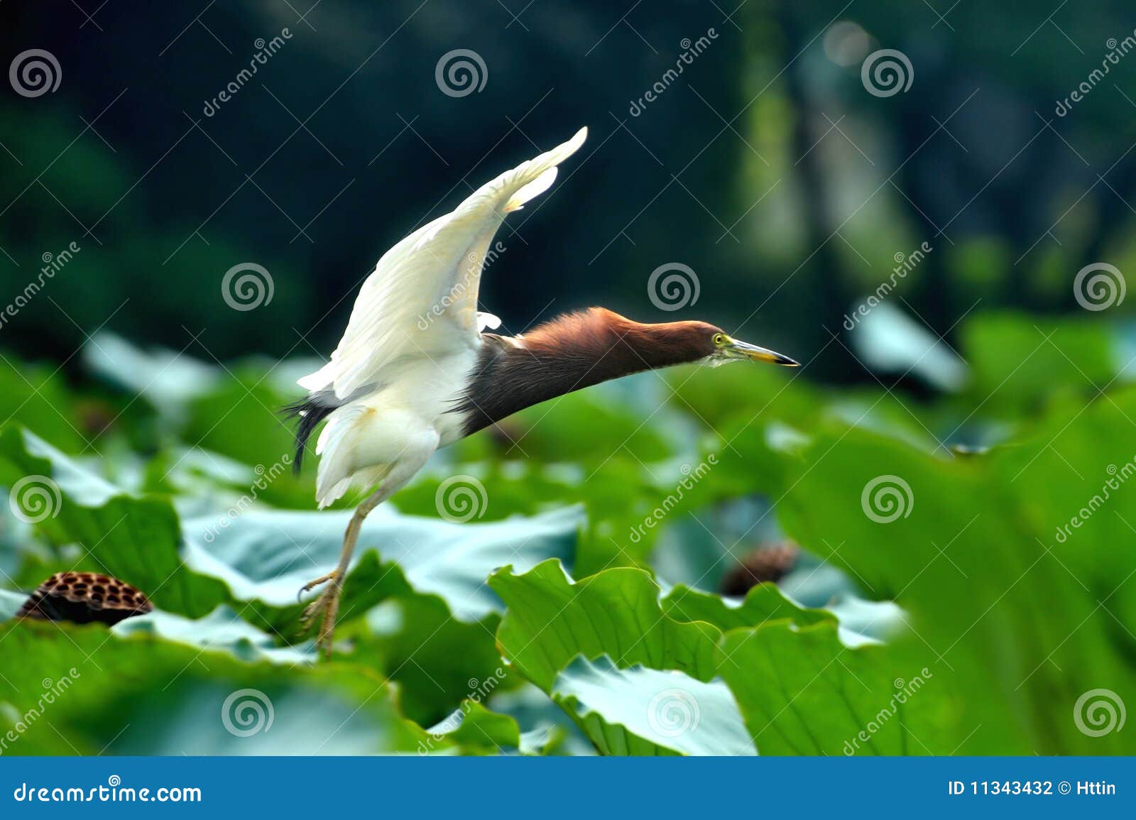Flying egret bird landing stock photo. Image of egret - 11343432