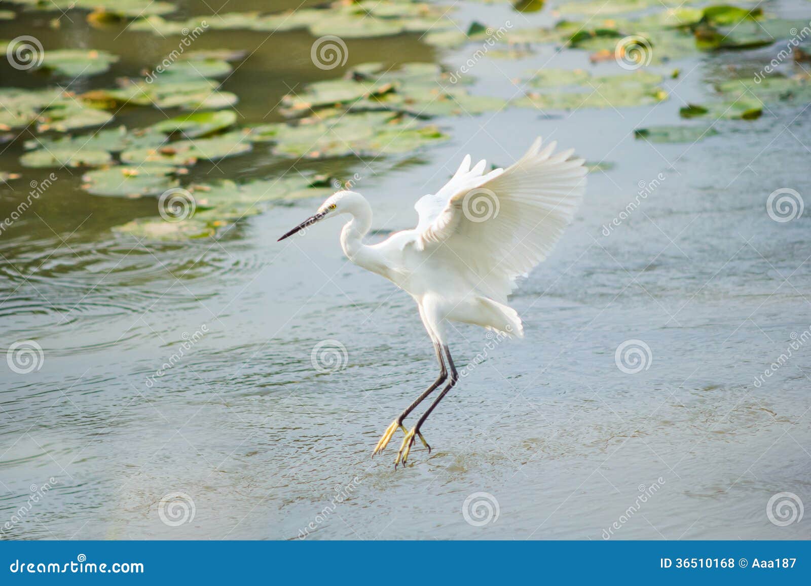 Flying Egret Royalty-Free Stock Photo | CartoonDealer.com #35714481