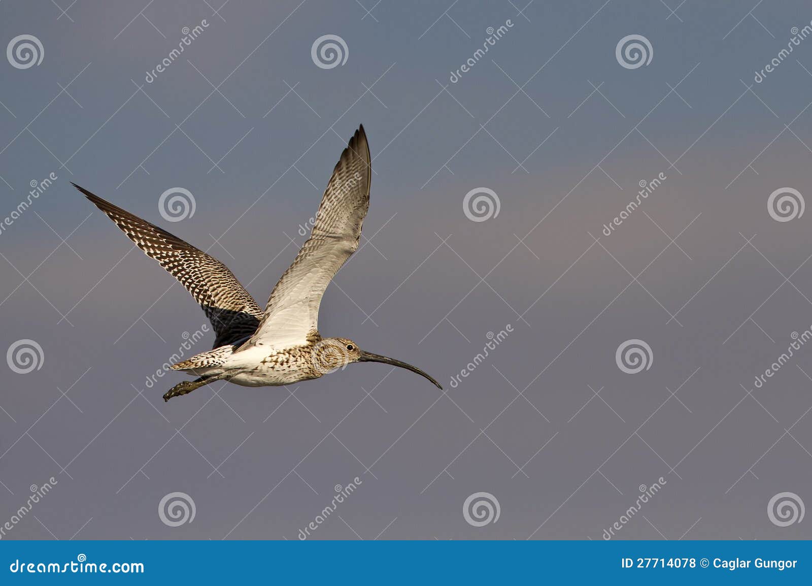 Flying Eurasian Curlew stock photo. Image of wild, curlew - 27714078