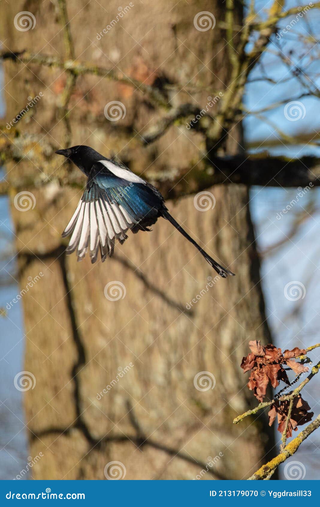 Flying European Magpie Unfolding Black and Blue Wings Stock Photo ...