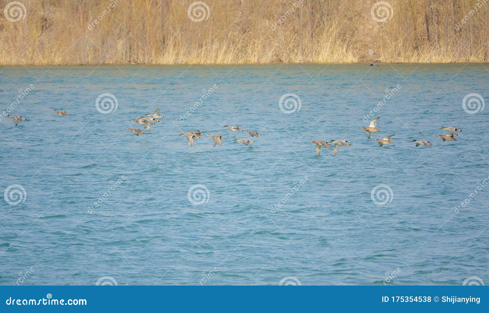 Flying Falcated Duck stock photo. Image of waterfowl - 175354538