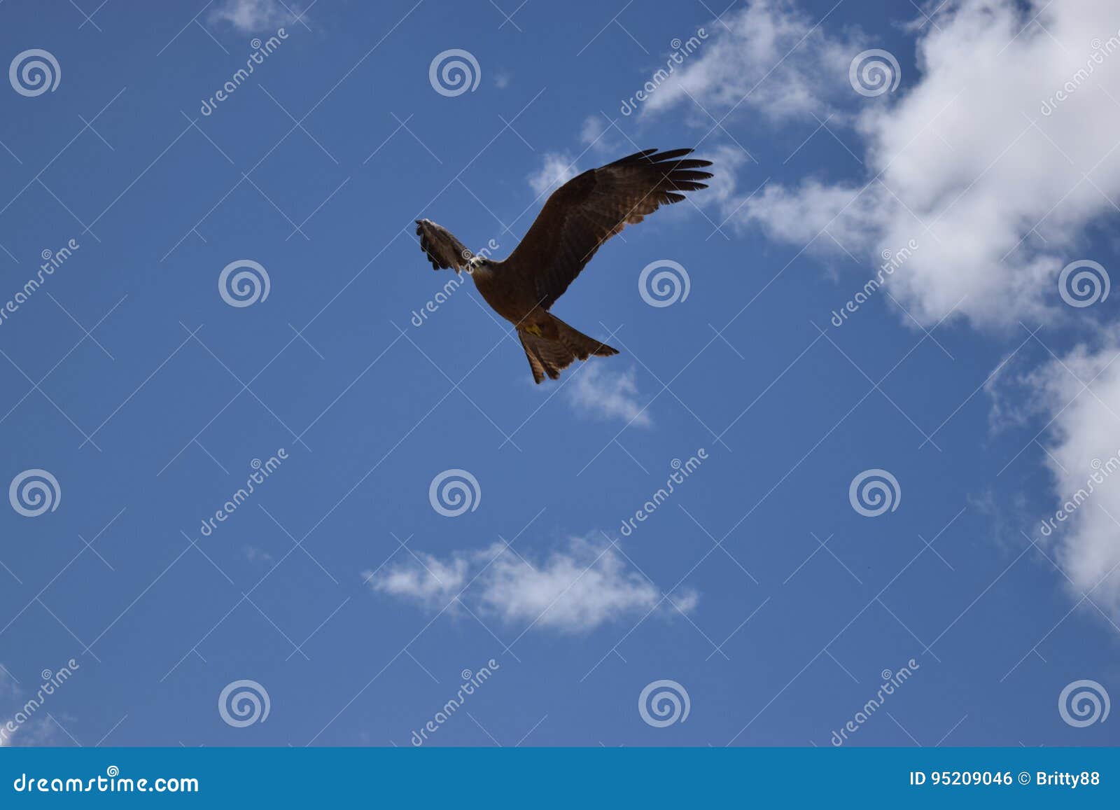 Flying Falcon stock photo. Image of rock, falcon, australia - 95209046