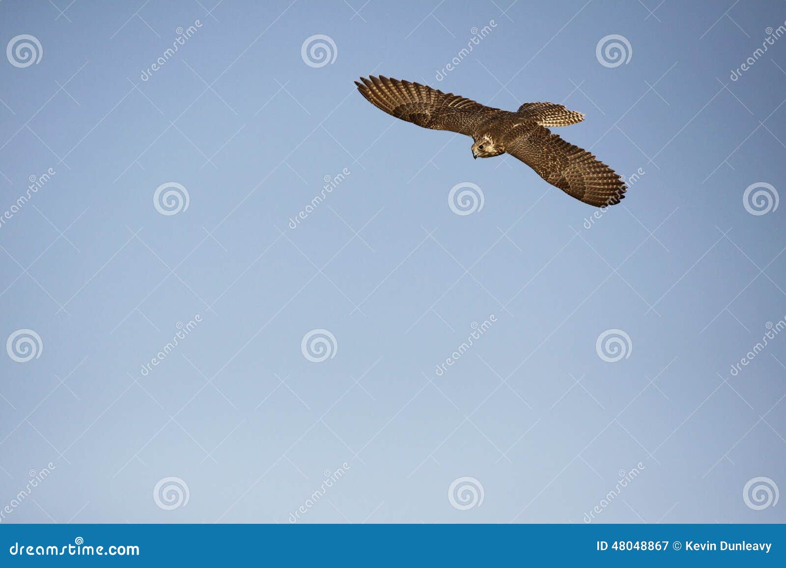 Flying Falcon stock image. Image of birds, talon, feather - 48048867