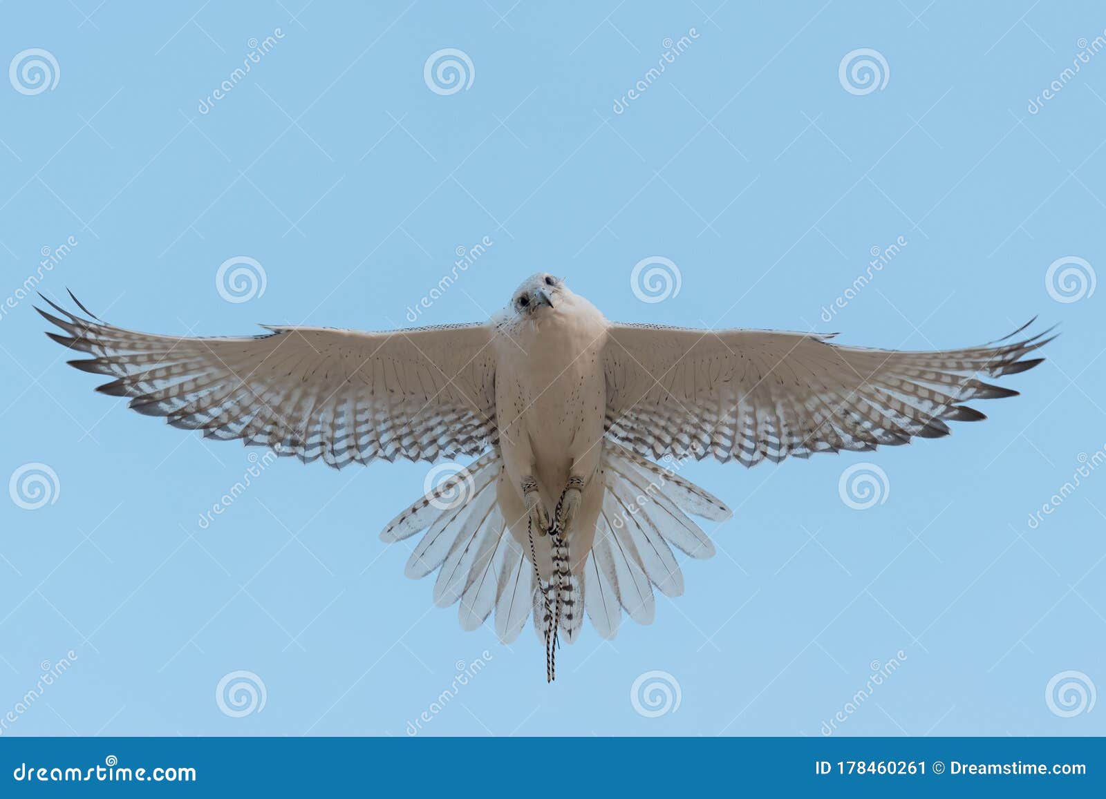 Flying Falcon in the Blue Sky Stock Image - Image of hunt, color: 178460261
