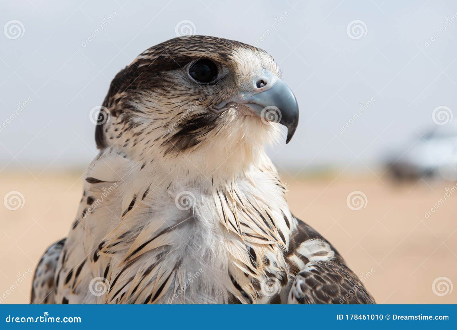 Flying Falcon in the Blue Sky Stock Photo - Image of vision, falcon ...