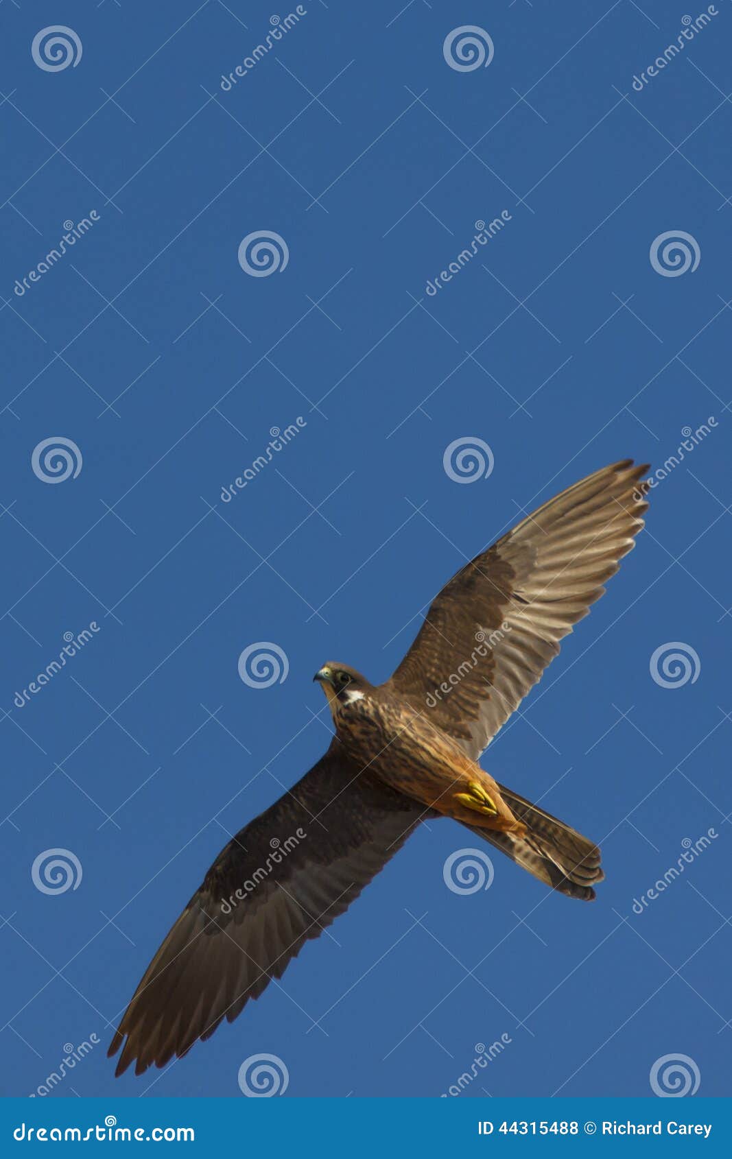 Flying Falcon stock photo. Image of falcon, lanner, feathers - 44315488