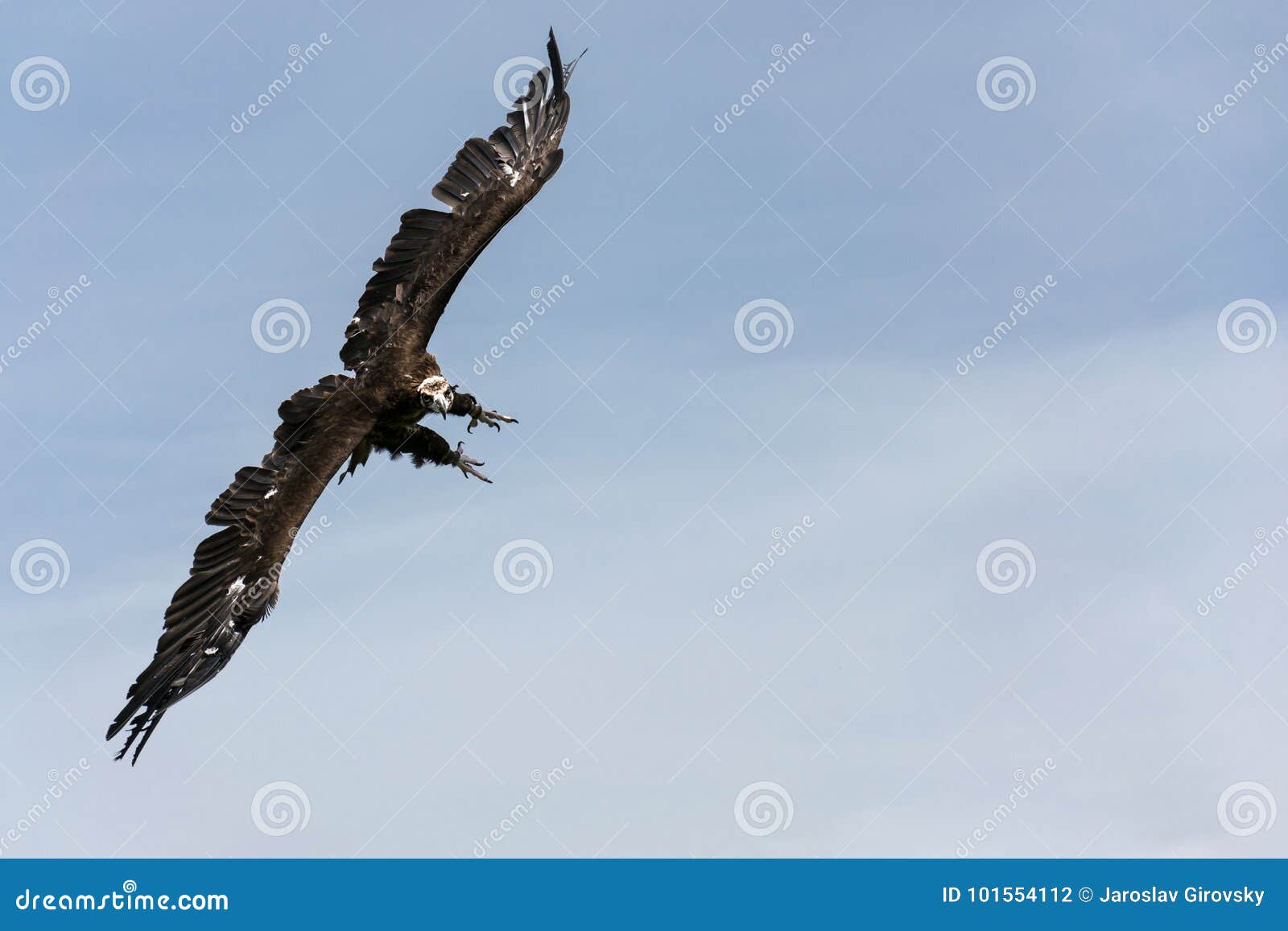 Flying falcon stock photo. Image of background, life - 101554112