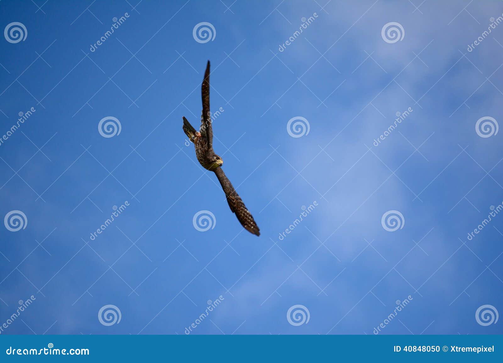 A flying falcon stock photo. Image of bird, soaring, feeding - 40848050