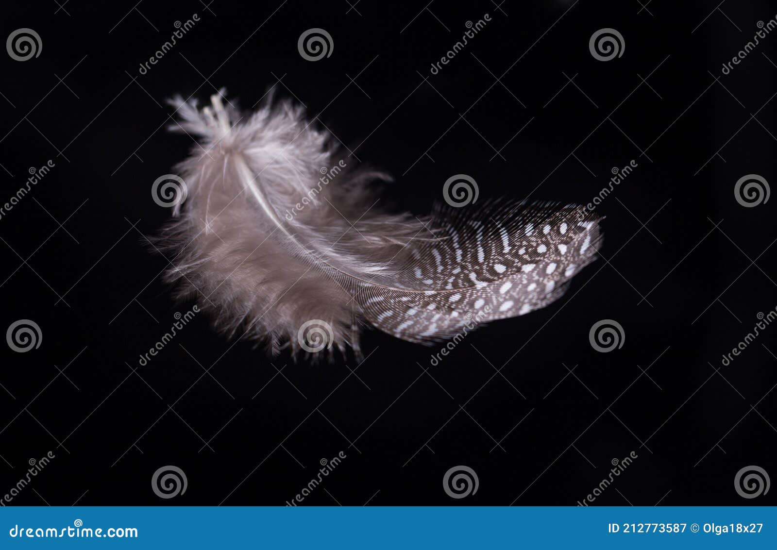 Beautiful Flying Delicate Feathers on a Black Background, Creative ...