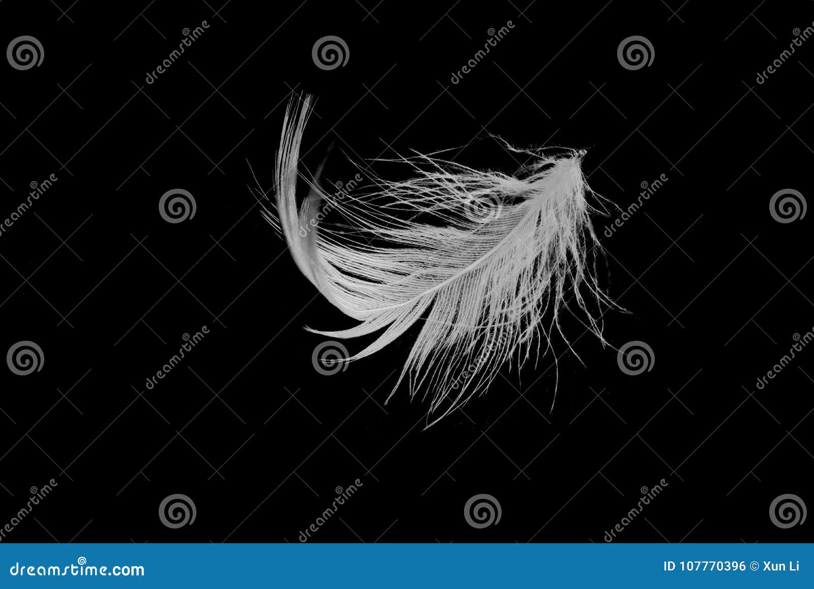 Flying feather isolated stock photo. Image of flying - 107770396