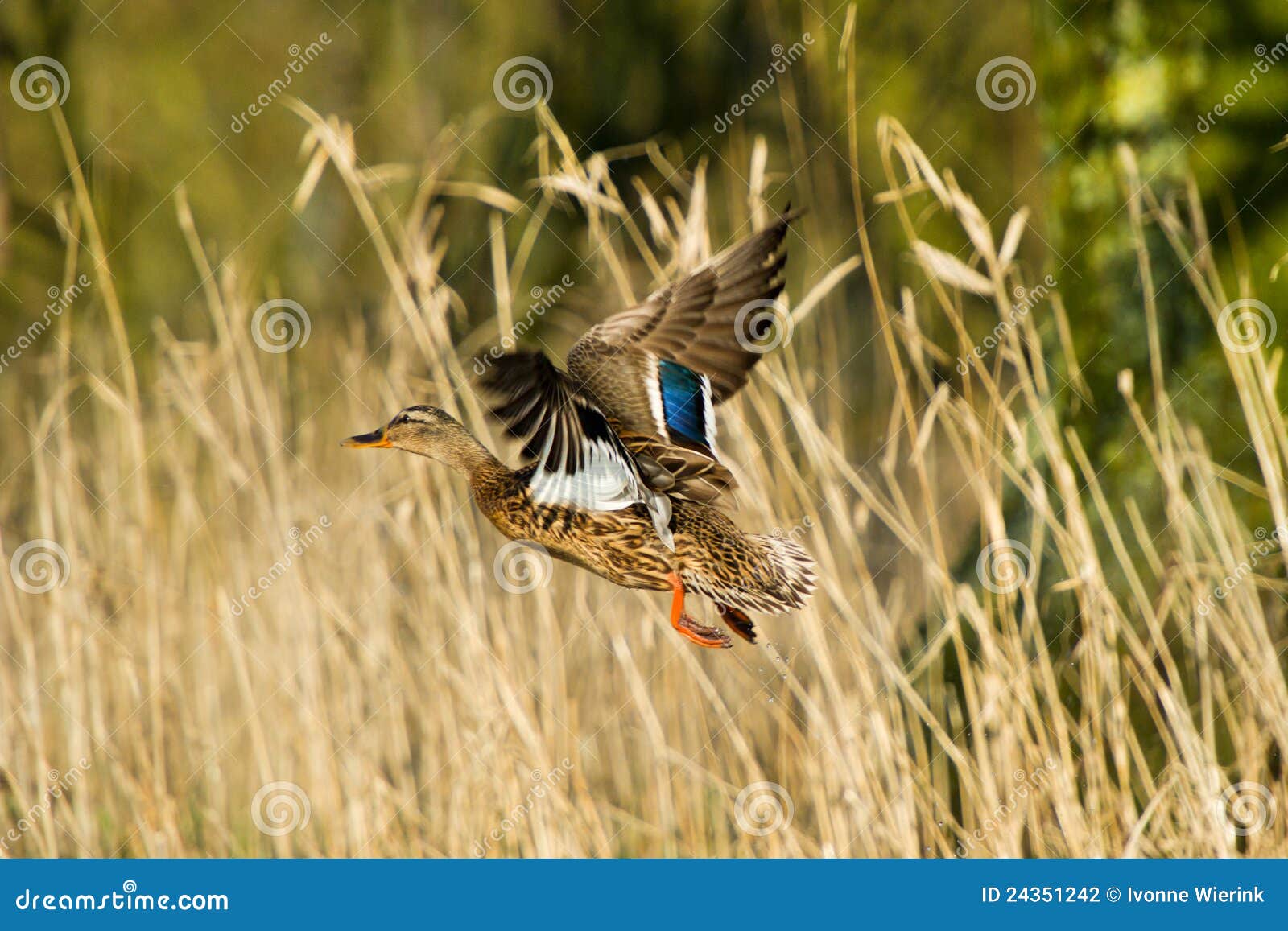 Flying female duck stock photo. Image of holland, netherlands - 24351242