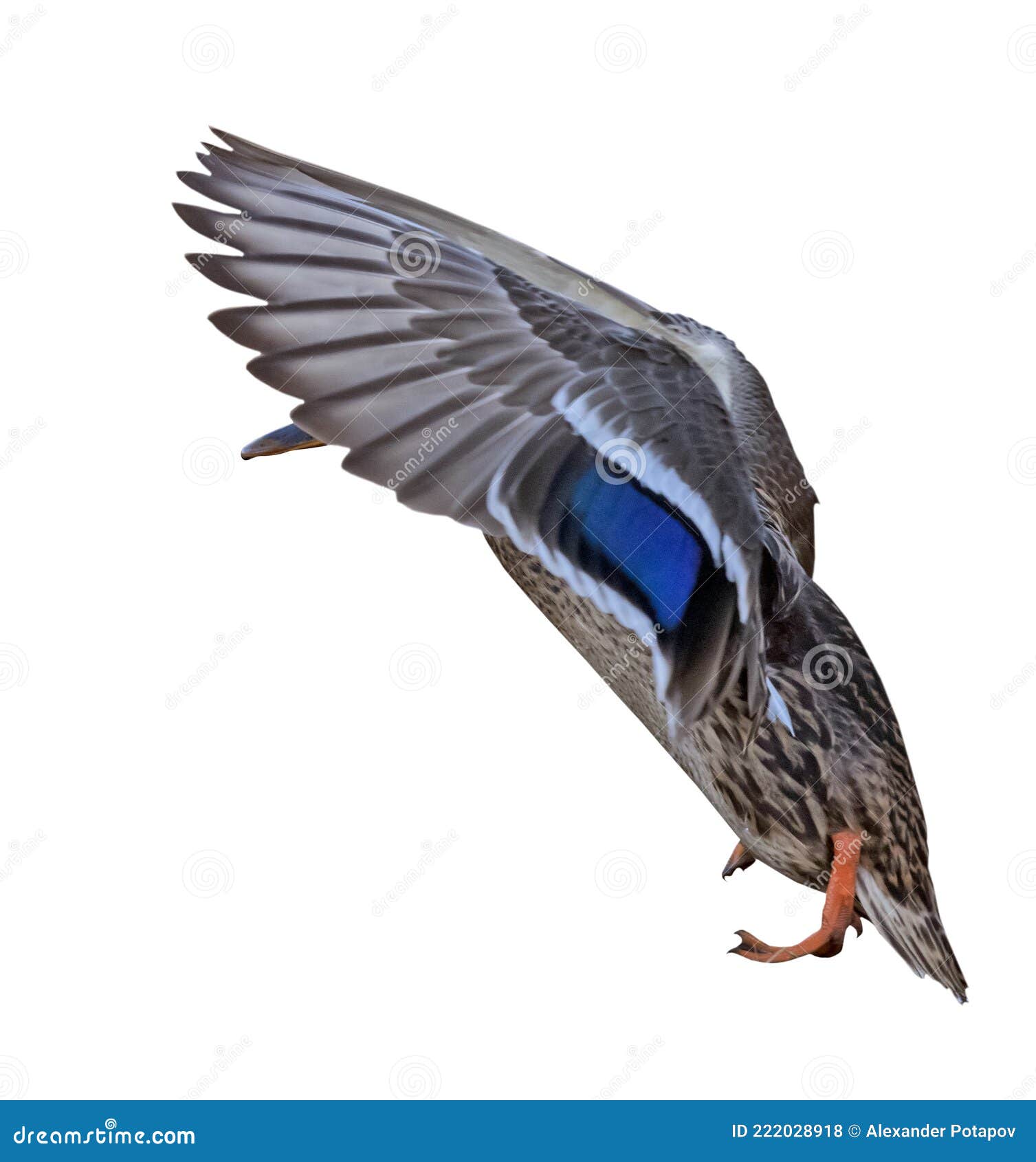 Flying Female Duck Isolated on White Stock Photo - Image of waterfowl ...
