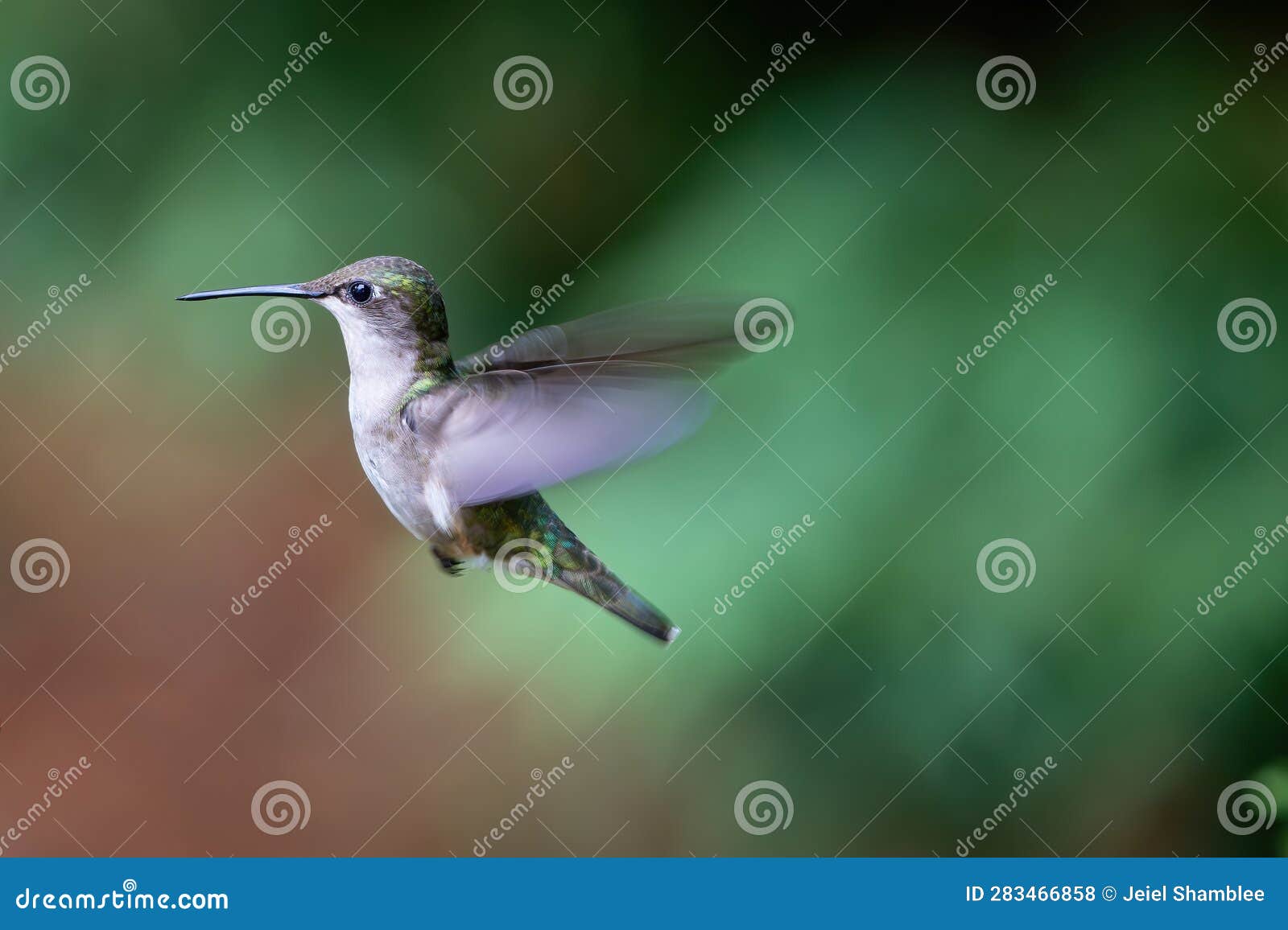 Flying Female Hummingbird. stock photo. Image of beak - 283466858