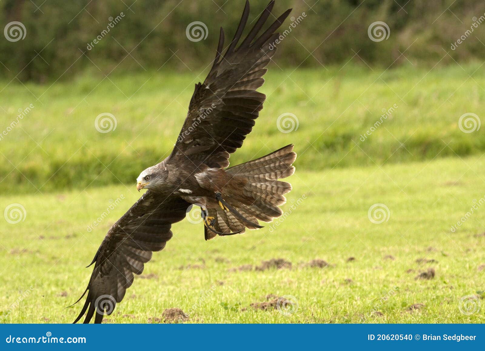 Flying Ferruginous Falcon stock photo. Image of broad - 20620540