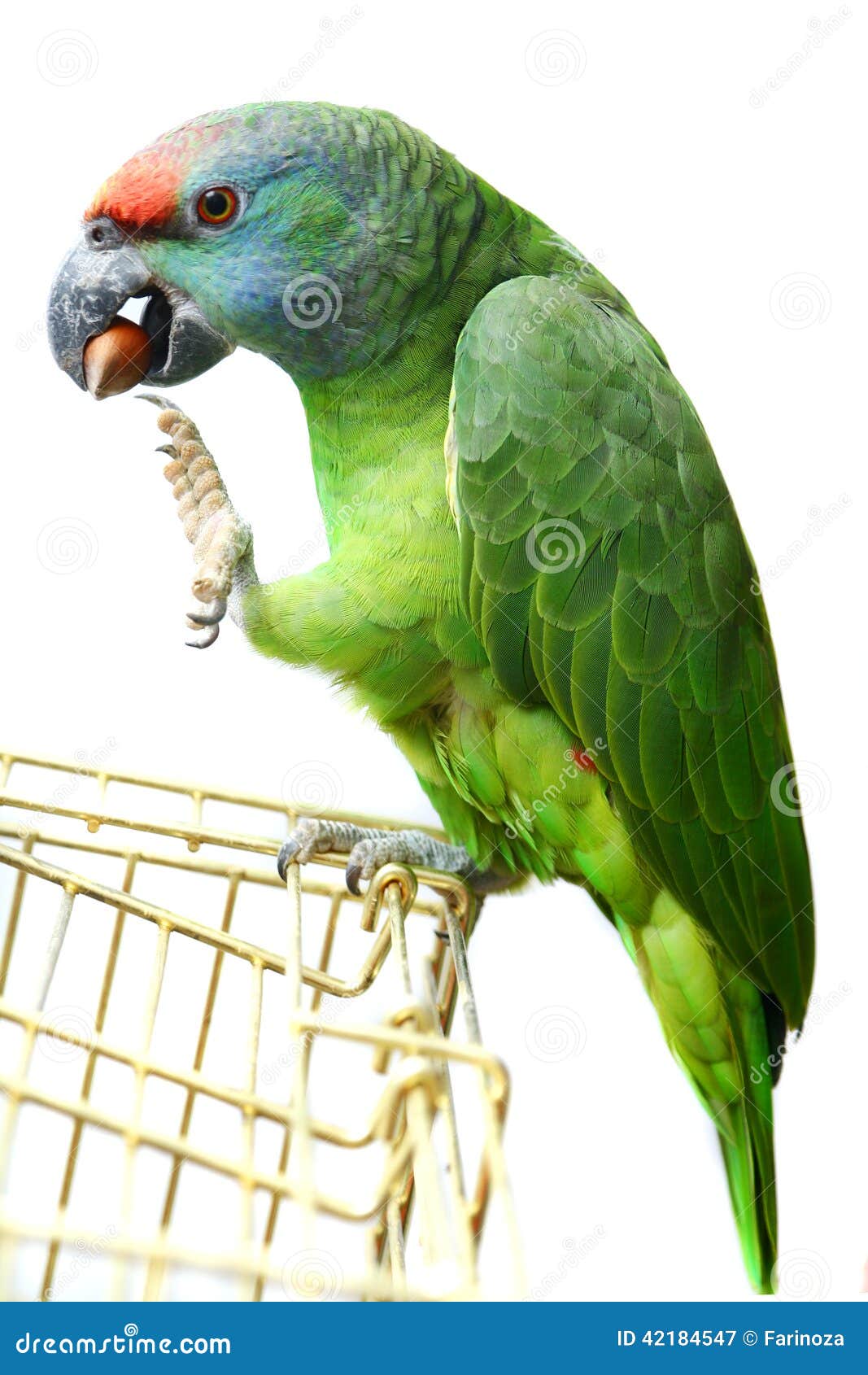 Flying Festival Amazon Parrot on White Stock Image - Image of animal ...