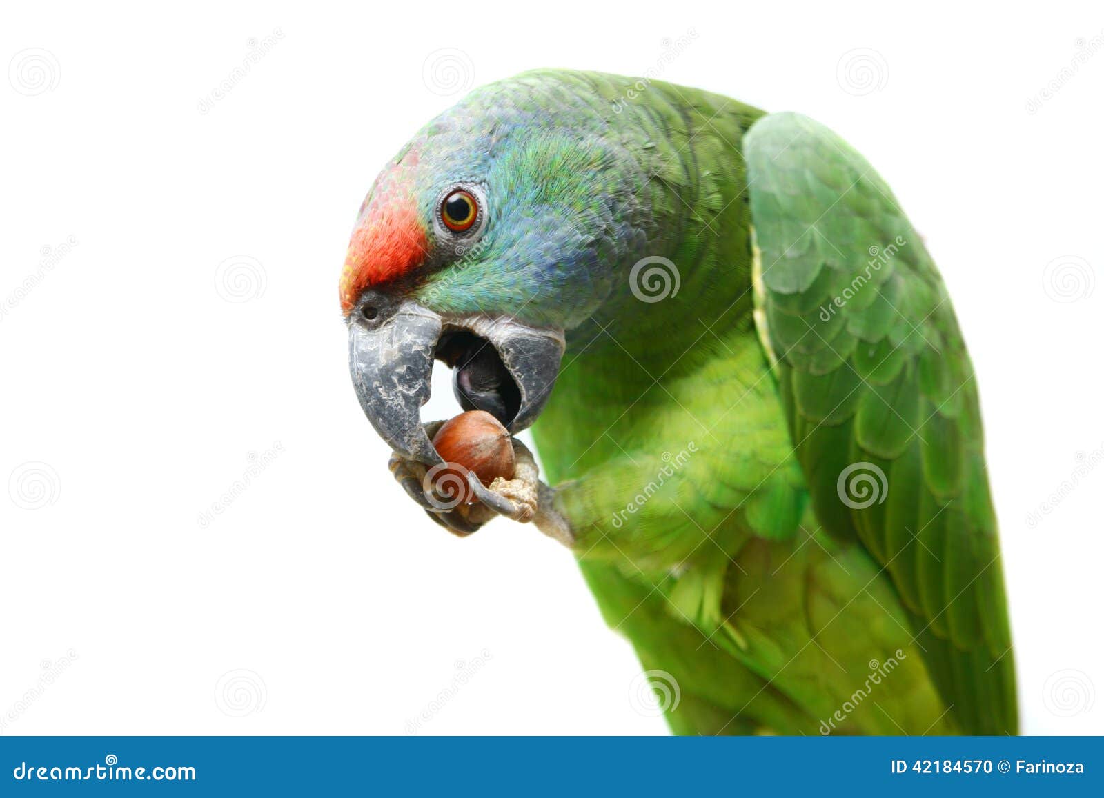 Flying Festival Amazon Parrot on White Stock Photo - Image of festive ...