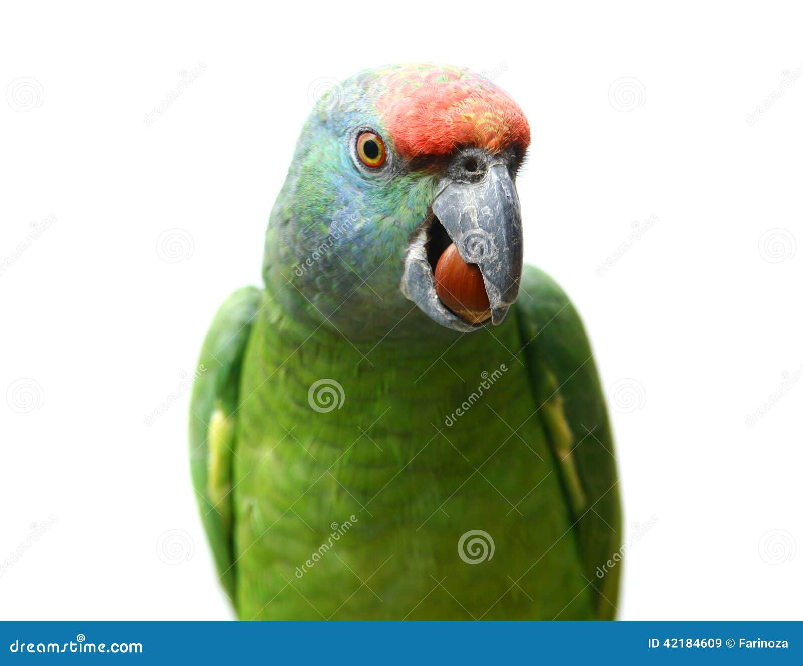 Flying Festival Amazon Parrot on White Stock Image - Image of ...