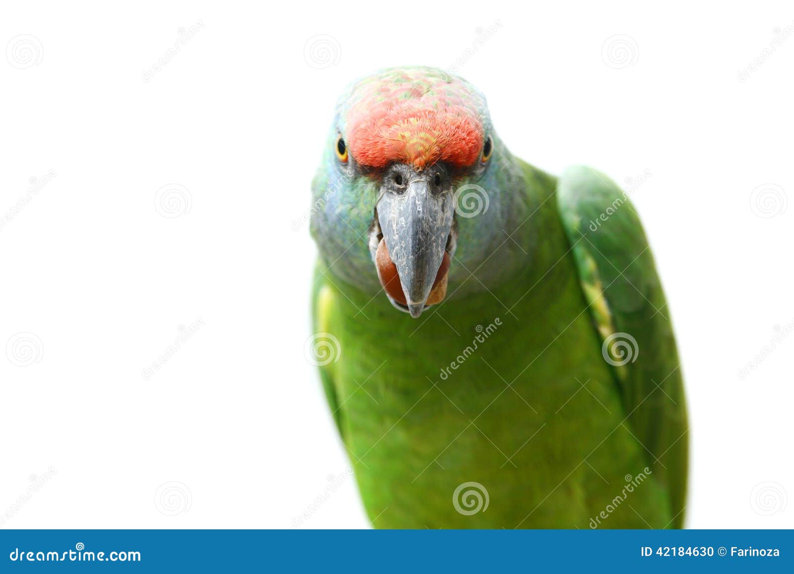 Flying Festival Amazon Parrot on White Stock Photo - Image of glider ...