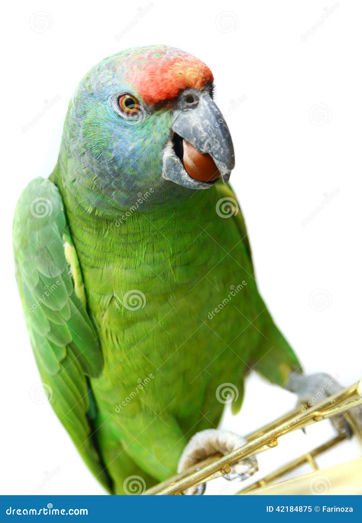 Flying Festival Amazon Parrot on White Stock Image - Image of french ...