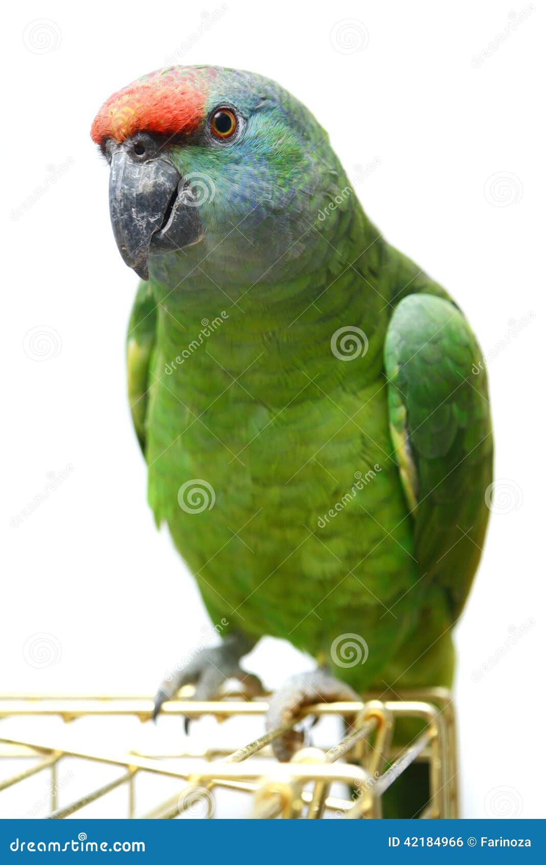 Flying Festival Amazon Parrot on White Stock Photo - Image of blue ...