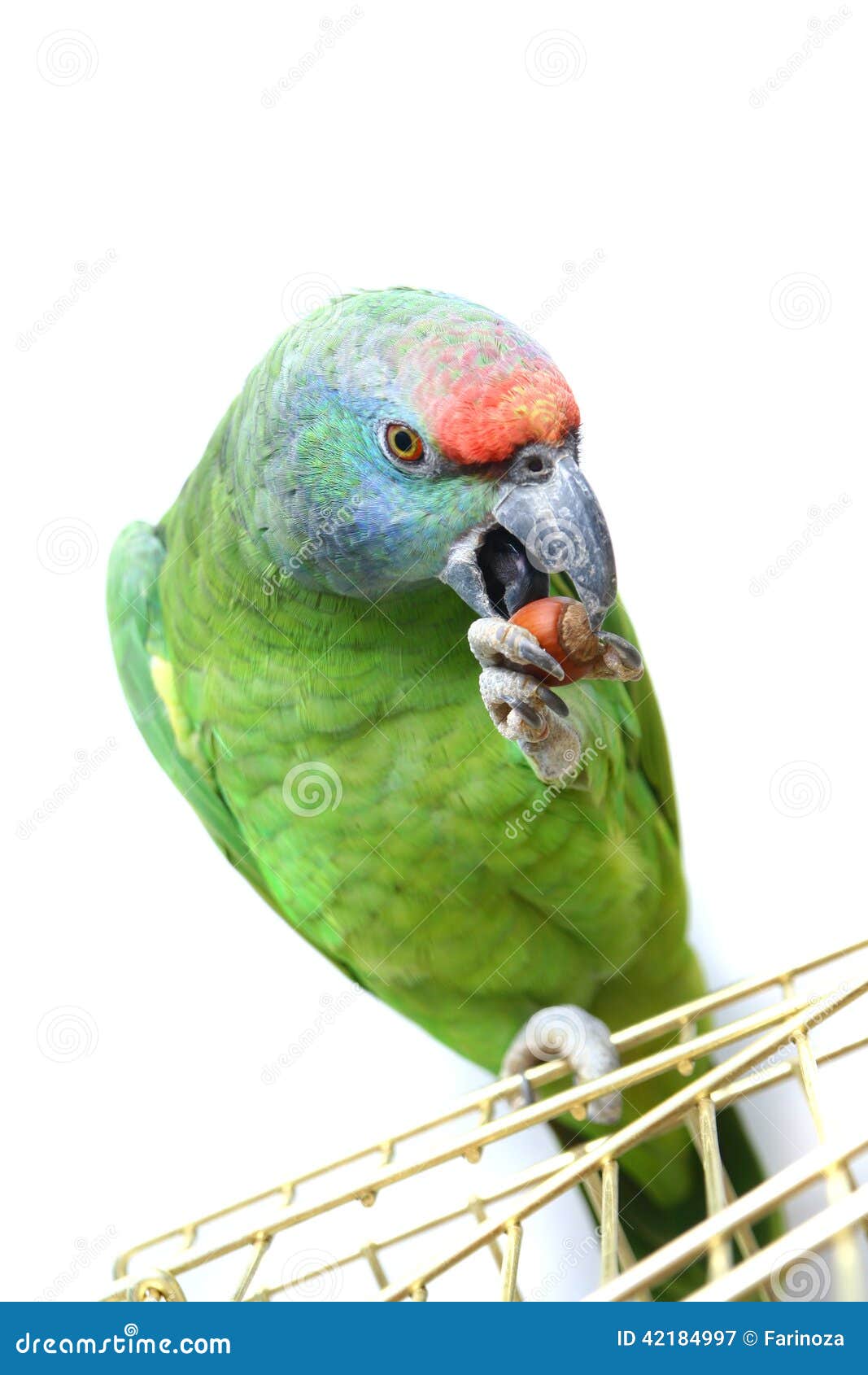 Flying Festival Amazon Parrot on White Stock Image - Image of feather ...