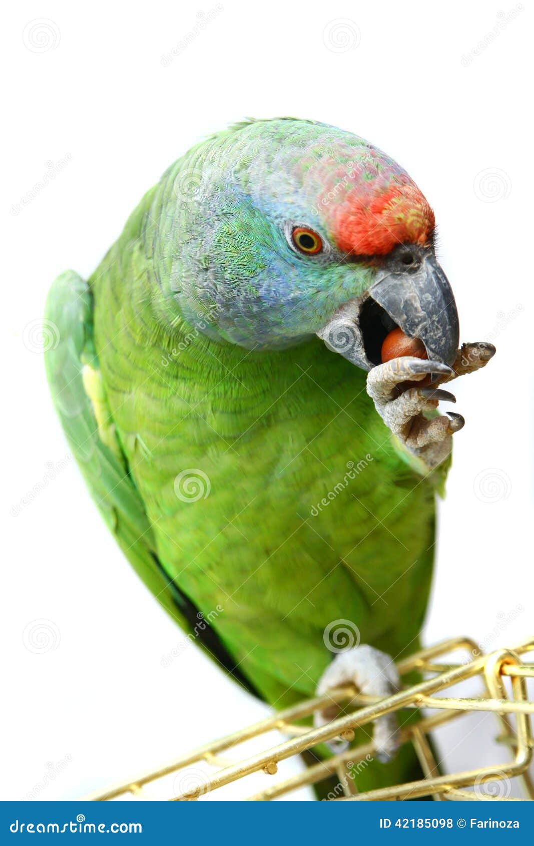 Flying Festival Amazon Parrot on White Stock Photo - Image of green ...