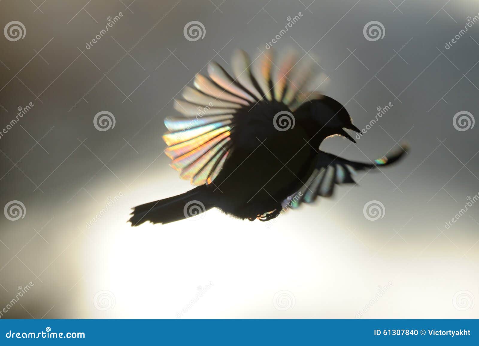 Flying Firebird stock photo. Image of beauty, amazing - 61307840