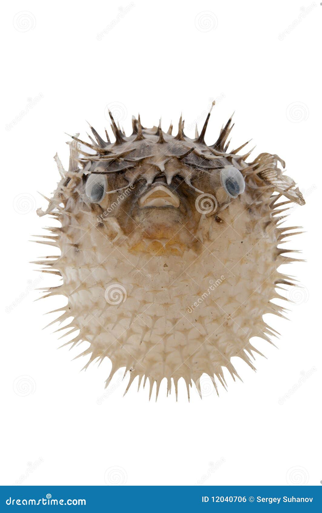 Flying Fox Fish Royalty-Free Stock Photography | CartoonDealer.com ...