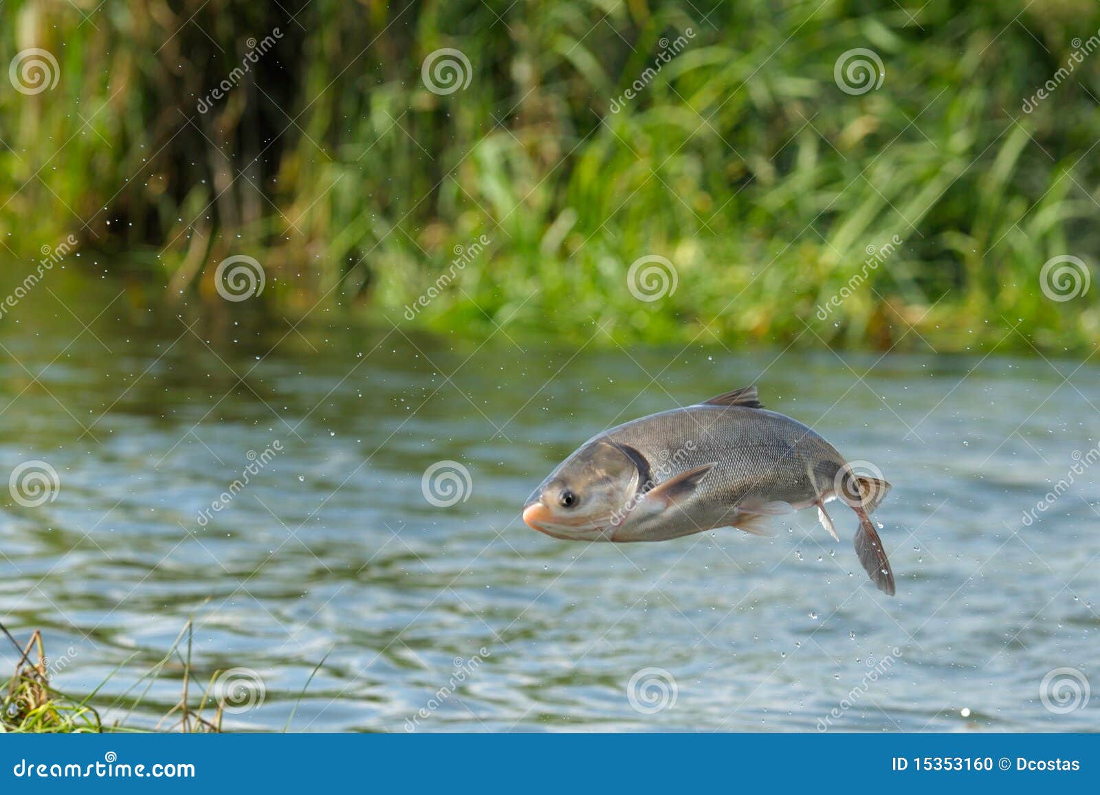 Flying fish stock photo. Image of jump, isolated, splashing - 15353160
