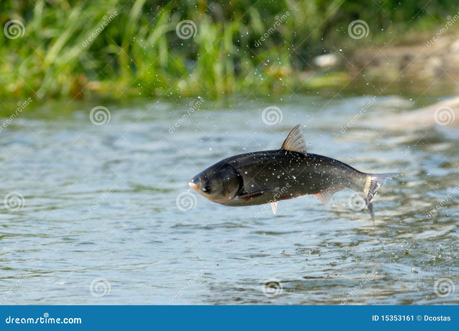 Flying Fox Fish Royalty-Free Stock Photography | CartoonDealer.com ...