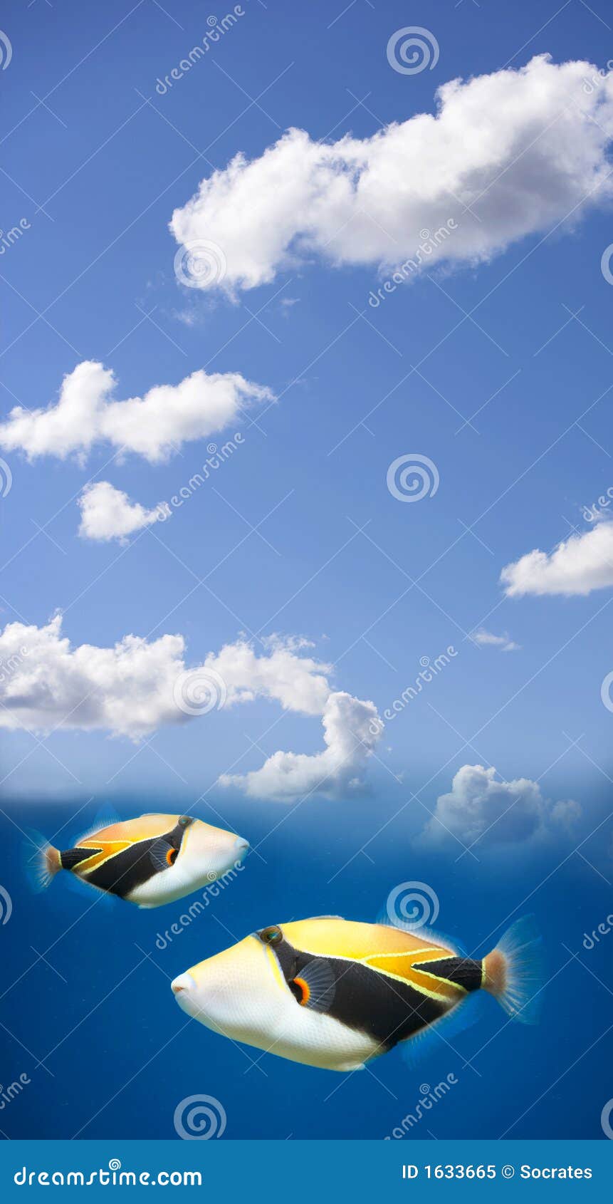 Flying fish stock image. Image of colorful, flying, close - 1633665