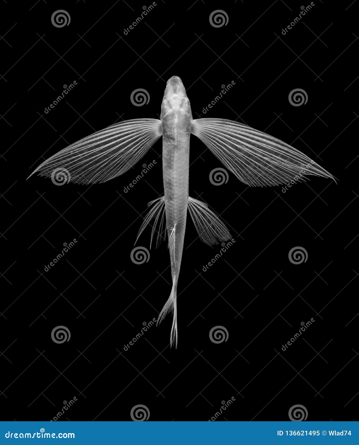 Flying Fox Fish Stock Photography | CartoonDealer.com #45835394