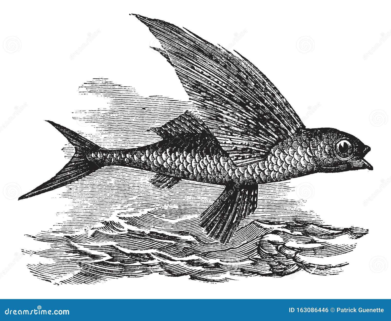 Flying Fish or Exocoetidae, Vintage Engraving Editorial Photo ...