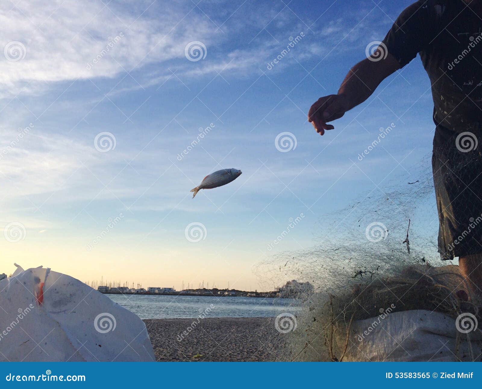 Flying fish editorial image. Image of flying, fish, bluesky - 53583565