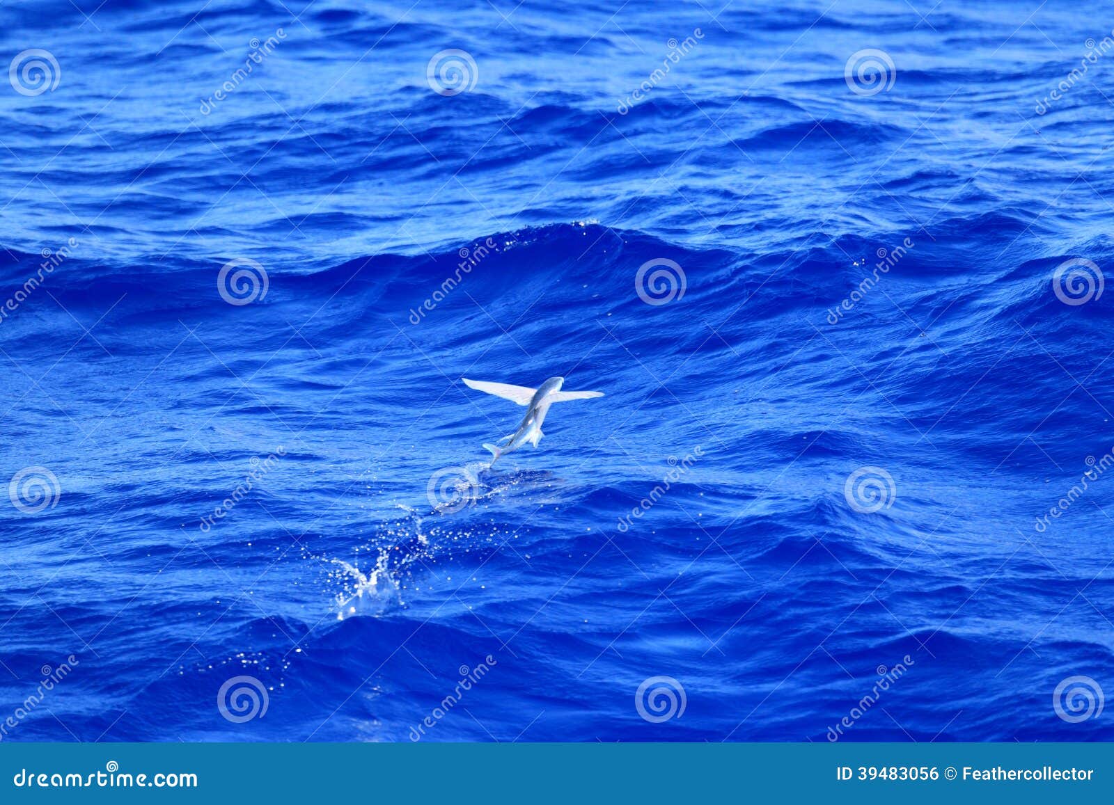 Flying fish flying on sea stock photo. Image of cook - 39483056