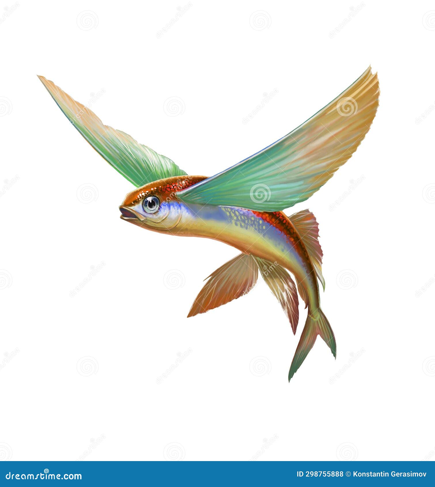 Flying Fish Jumping and Flying on White. Stock Illustration ...