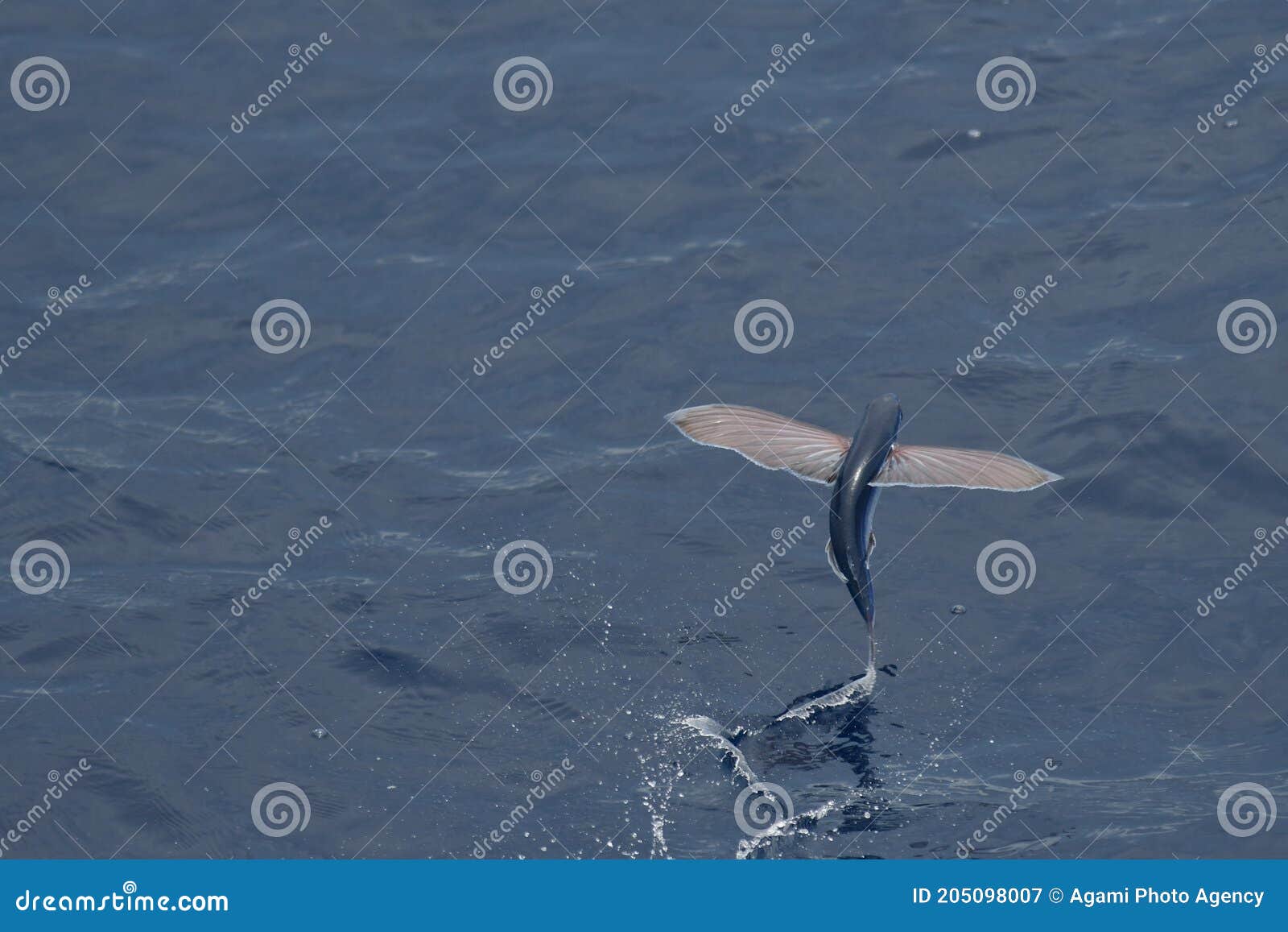 Flying fish species stock image. Image of taking, vliegende - 205098007