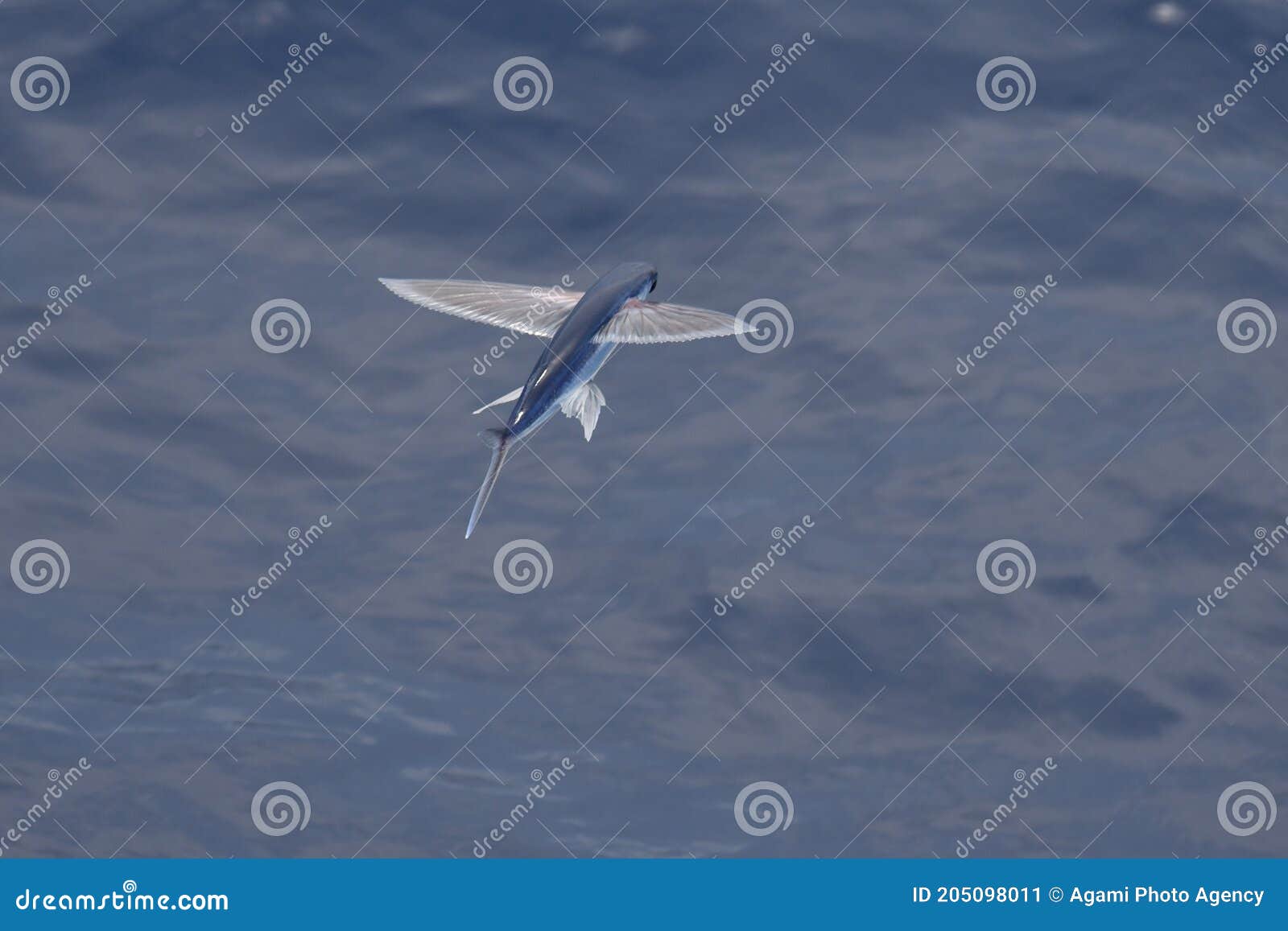 Flying fish species stock image. Image of fish, bizar - 205098011