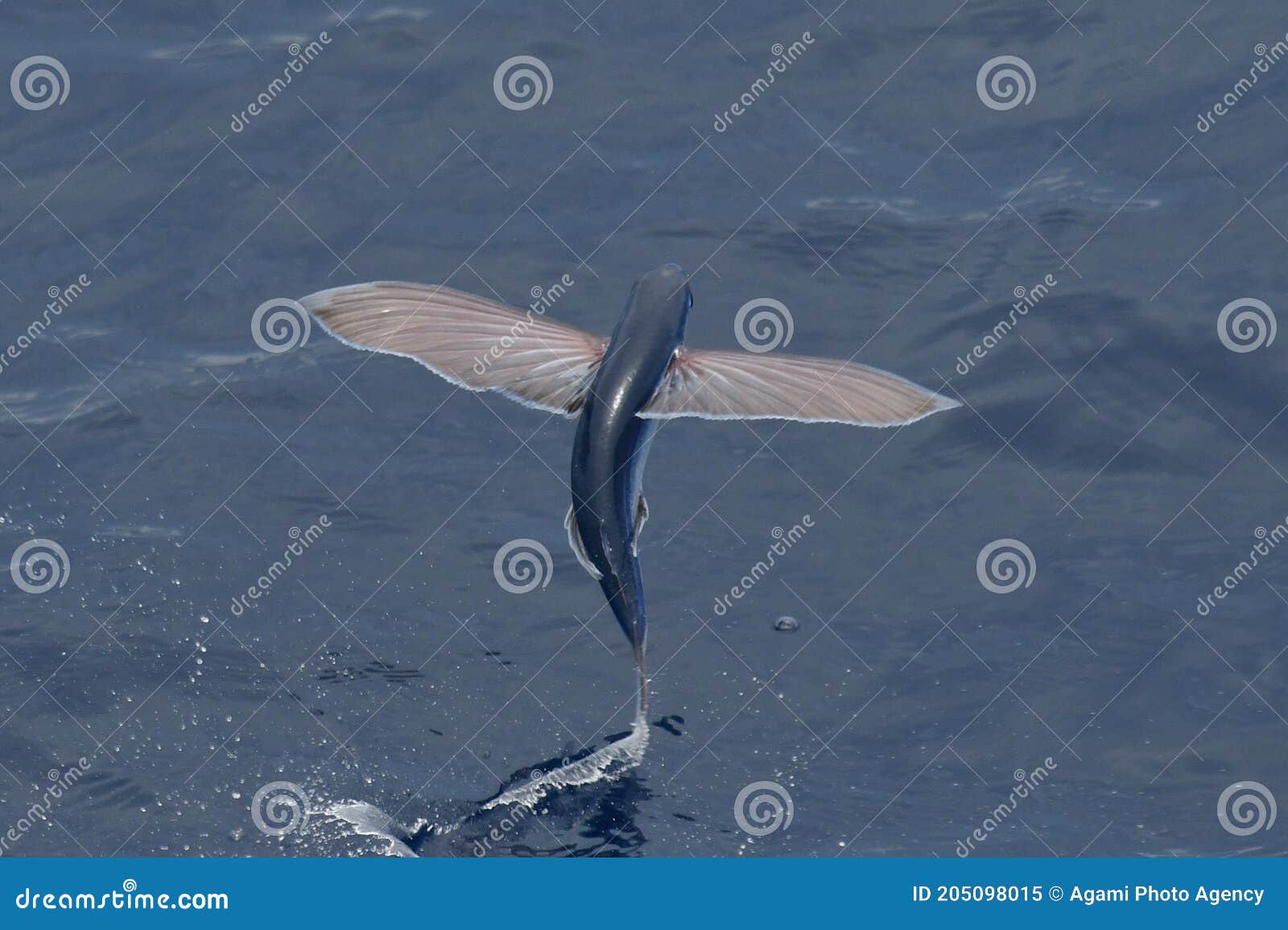 Flying fish species stock image. Image of taking, bizar - 205098015