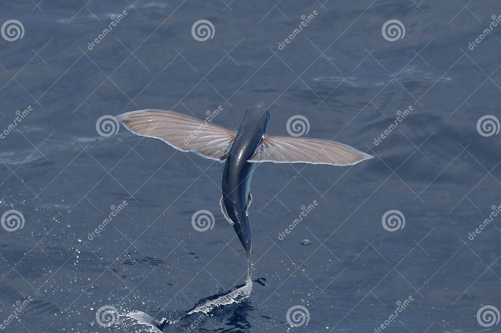 Flying fish species stock image. Image of taking, bizar - 205098015