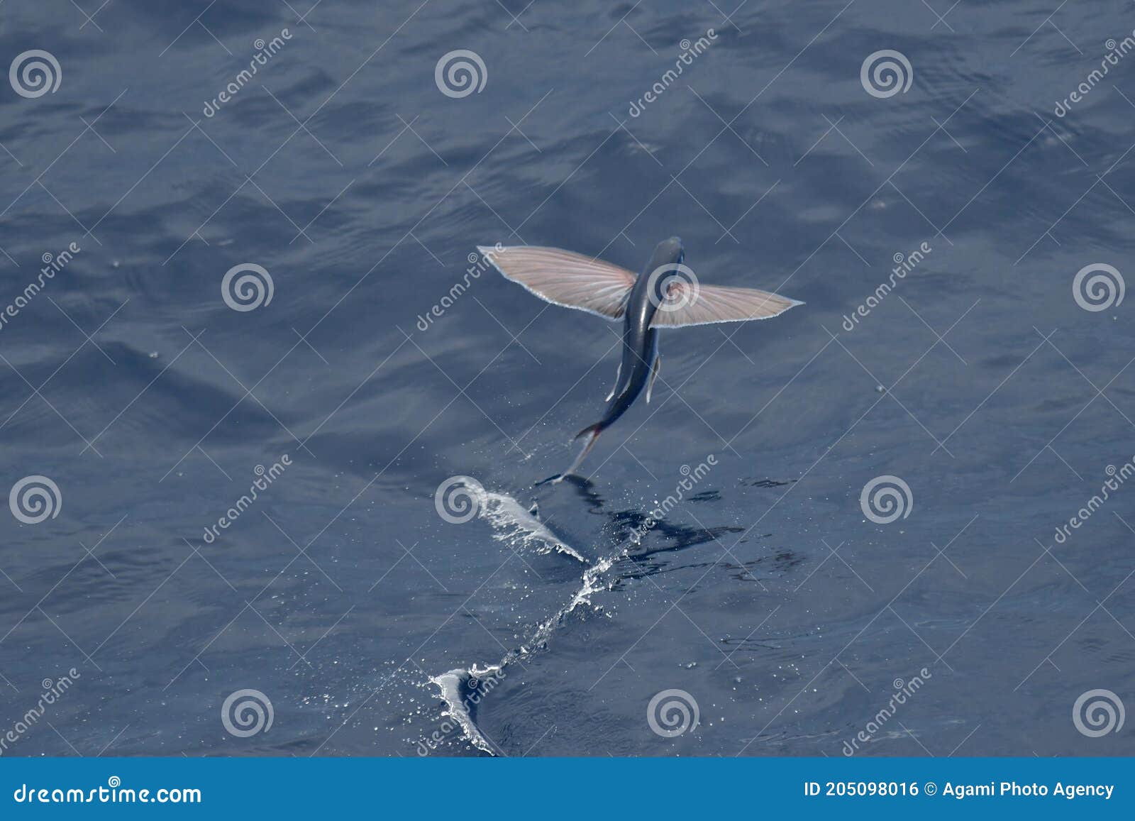 Flying Fish Species Royalty-Free Stock Image | CartoonDealer.com #205098016
